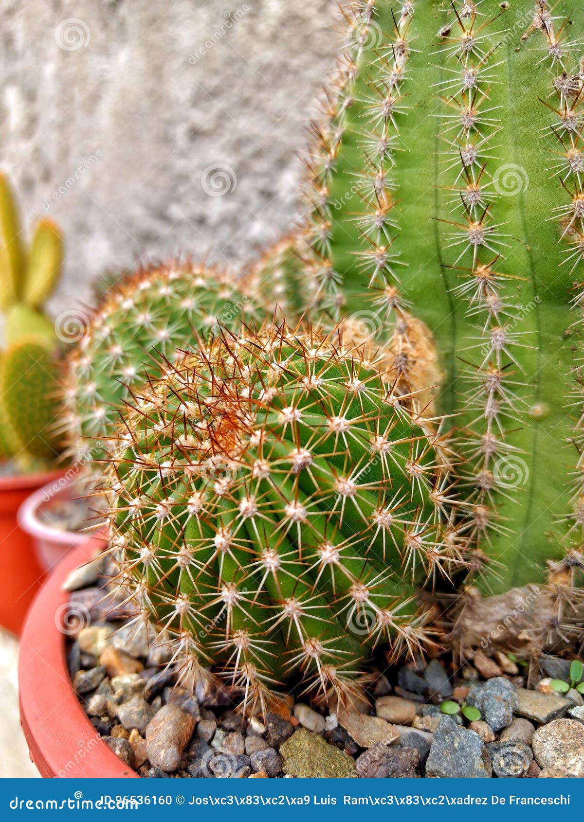 Plants stock photo. Image of green, plant, zoom, plants - 96536160