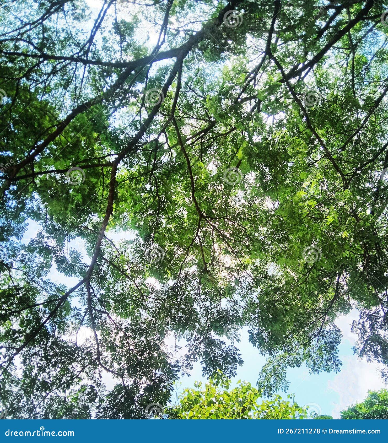Scenery Featuring Lush, Beautiful Foliage on the Trees Stock Photo ...