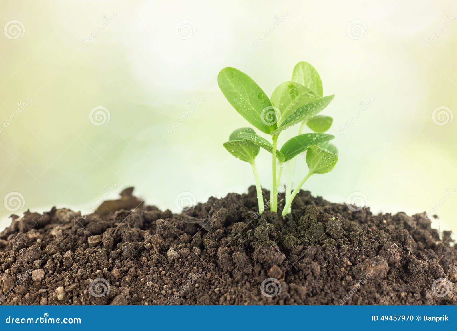 Plantule Che Crescono Sul Suolo Contro La Natura Fotografia Stock ...