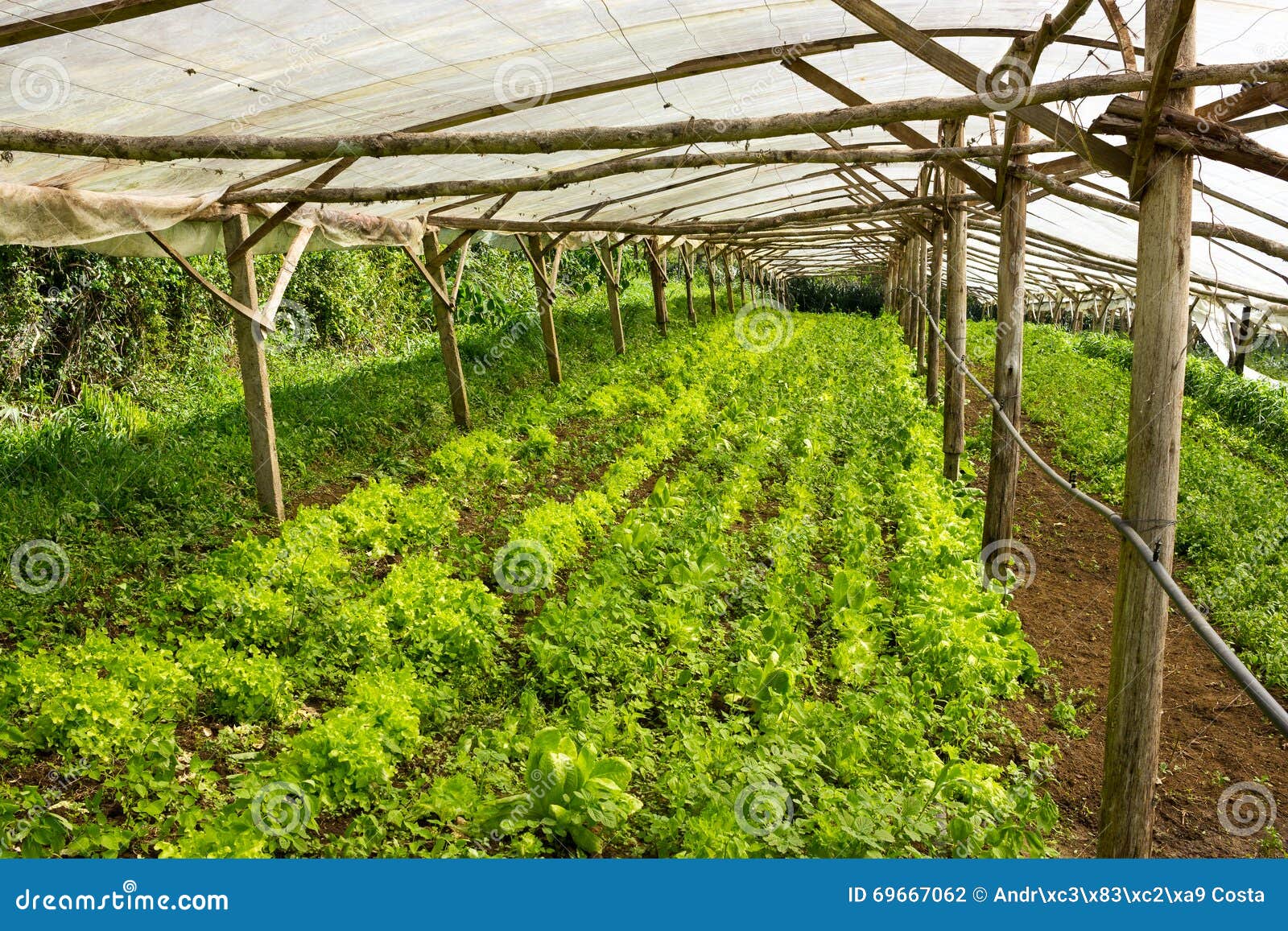 Plantule Che Crescono in Una Serra Molto Semplice Della Scuola Materna ...