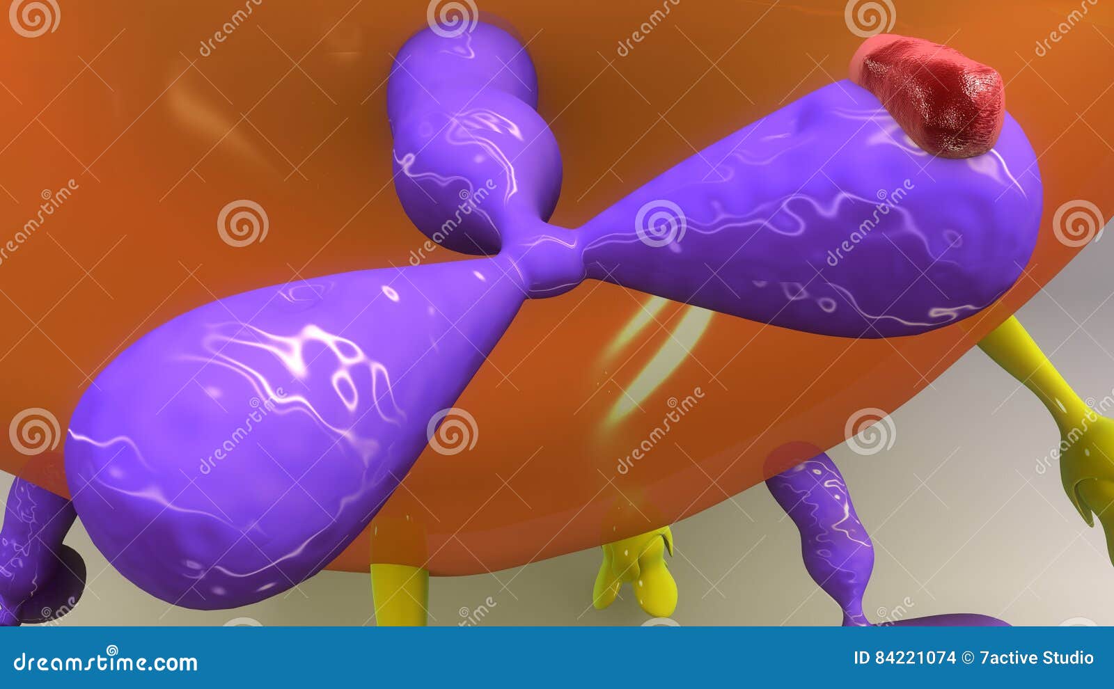 Lymphocyte . White Blood Cells With Transparency Membrane And Large ...