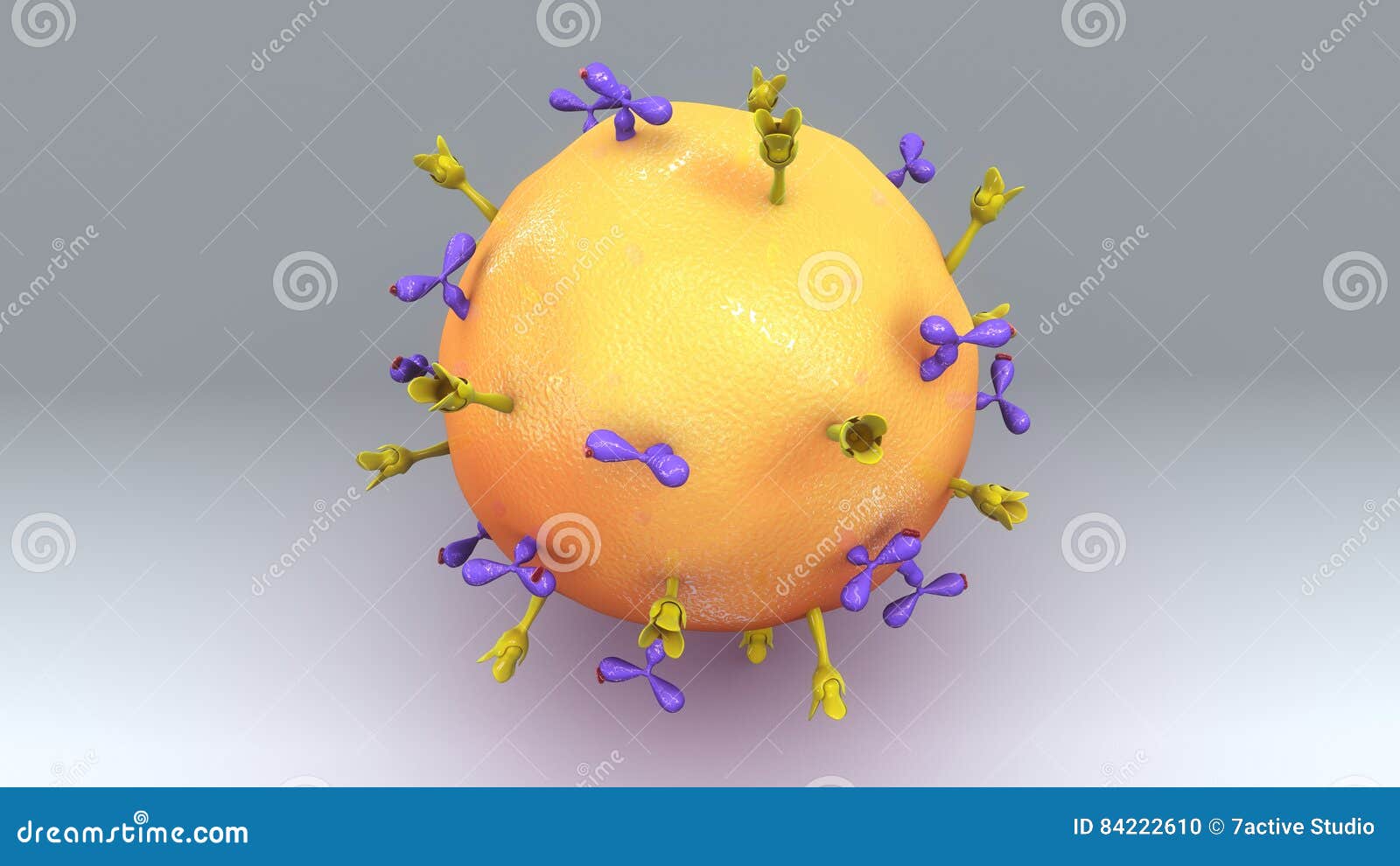 Lymphocyte . White Blood Cells With Transparency Membrane And Large ...