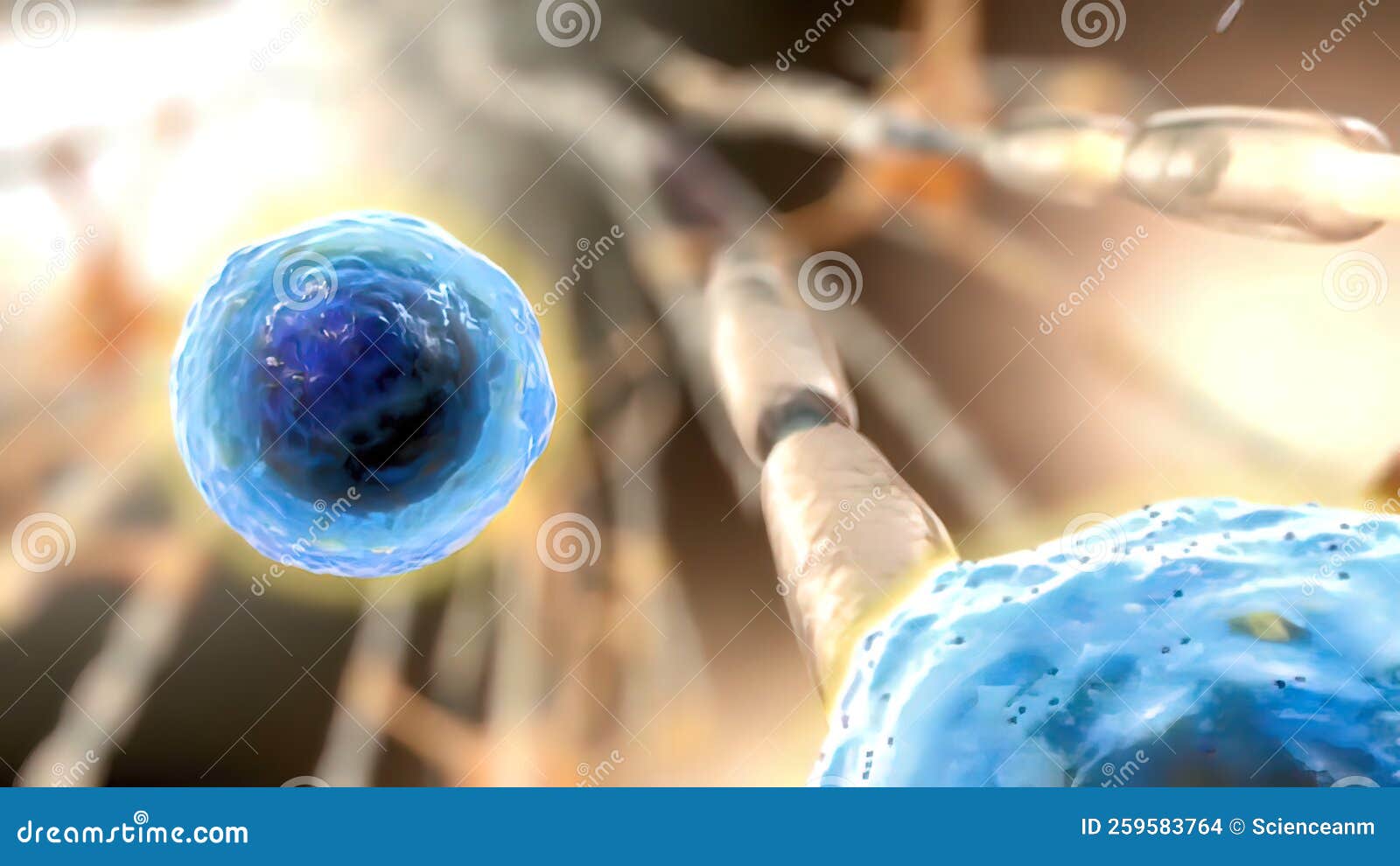 Plasma Cell, A White Blood Cell, Differenciated B Lymphocyte That ...