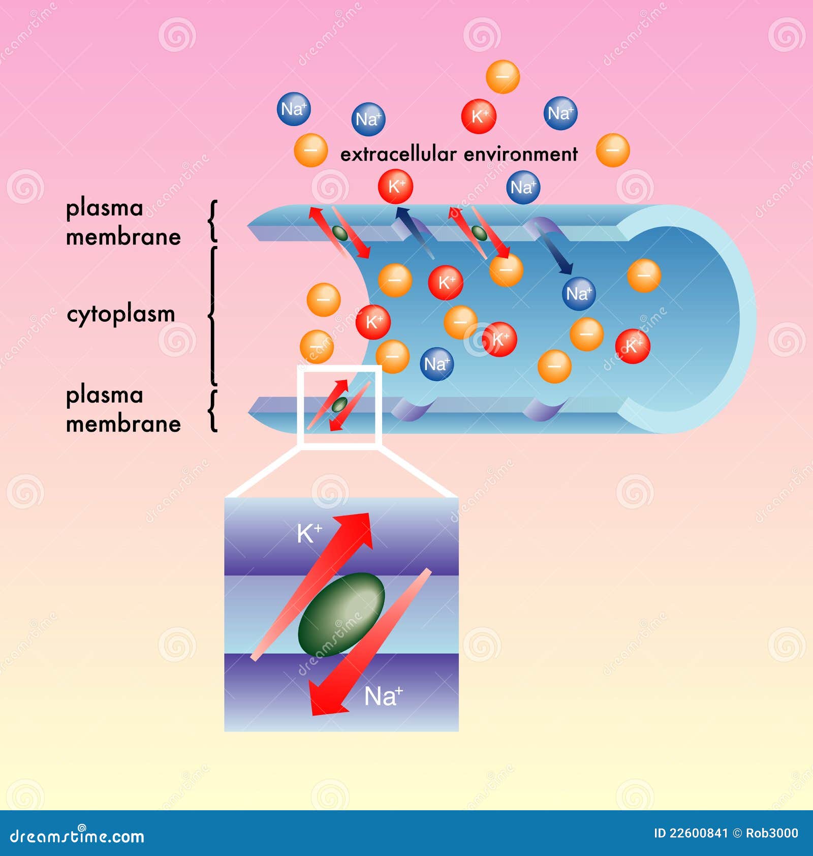 Plasma membrane stock vector. Illustration of extracellular - 22600841