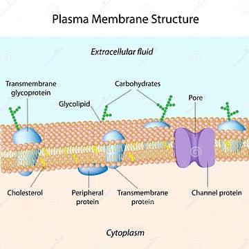 Plasma membrane stock vector. Illustration of lipid, head - 23764081