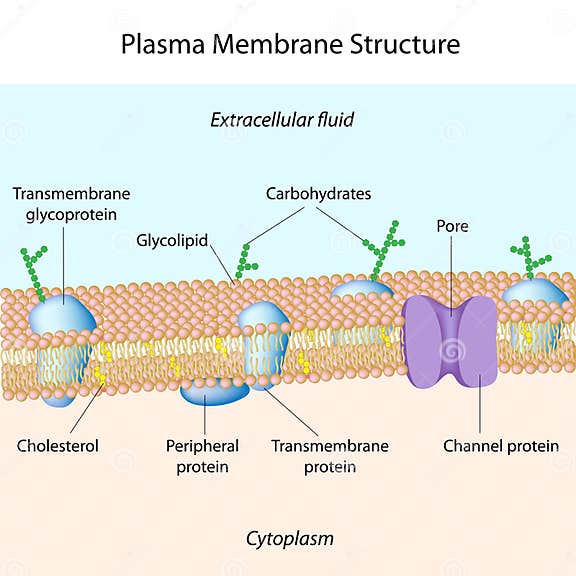 Plasma membrane stock vector. Illustration of lipid, head - 23764081
