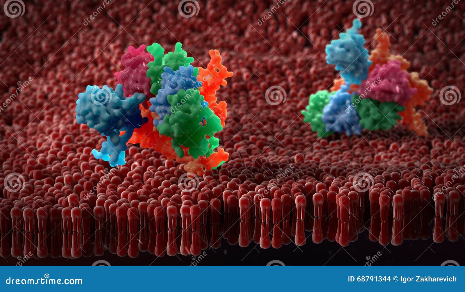 Plasma Membrane Of A Human Cell. Stock Photo | CartoonDealer.com #68791344