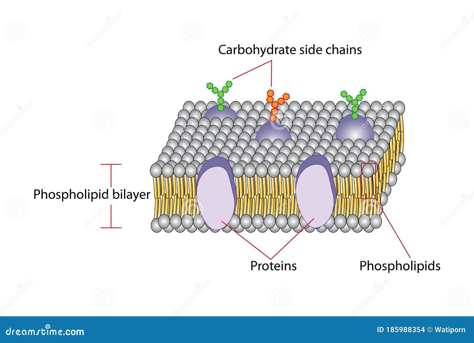 Plasma membrane stock illustration. Illustration of membrane - 185988354