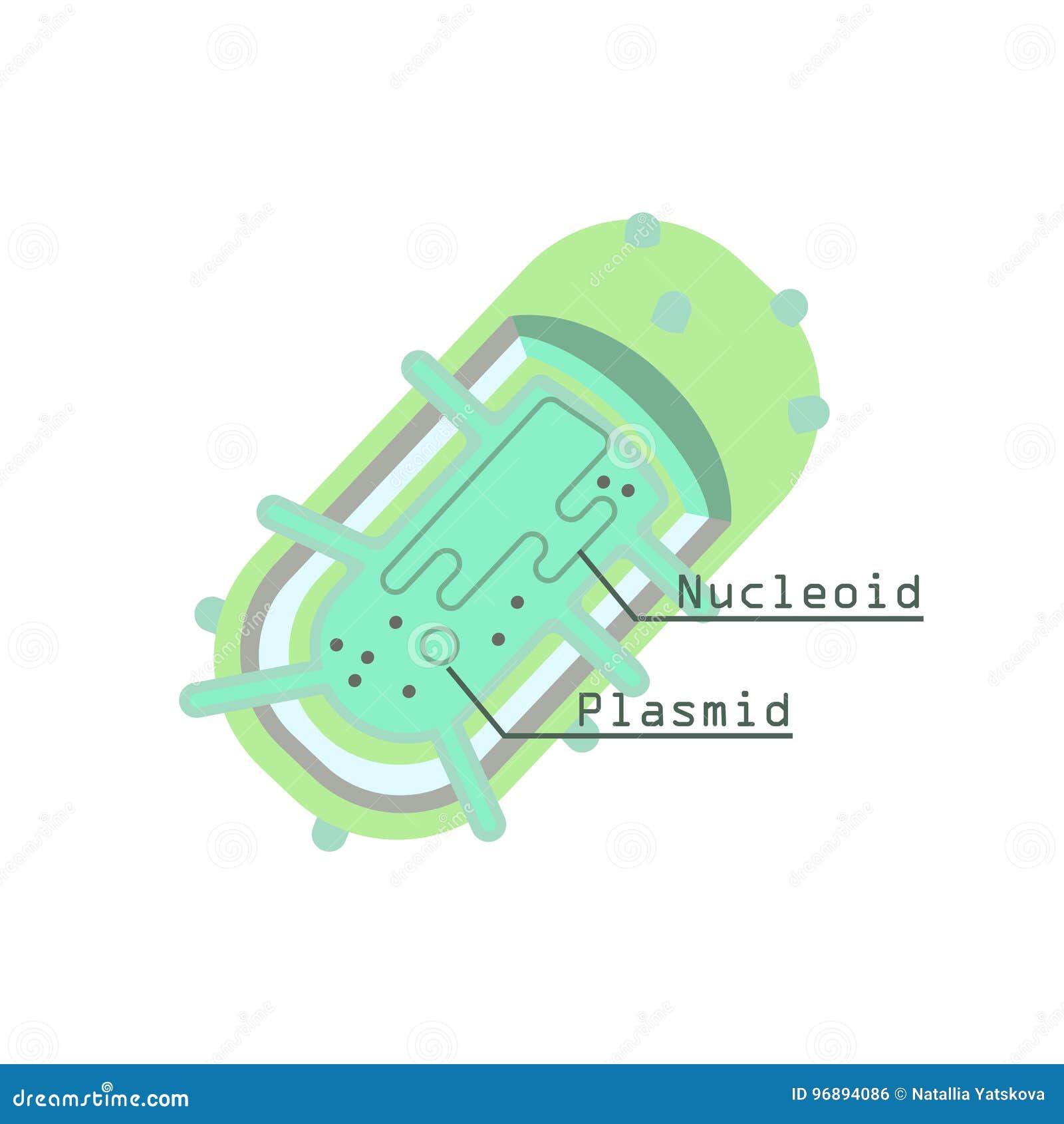 Plasmid in bacterial cell. stock vector. Illustration of coli - 96894086