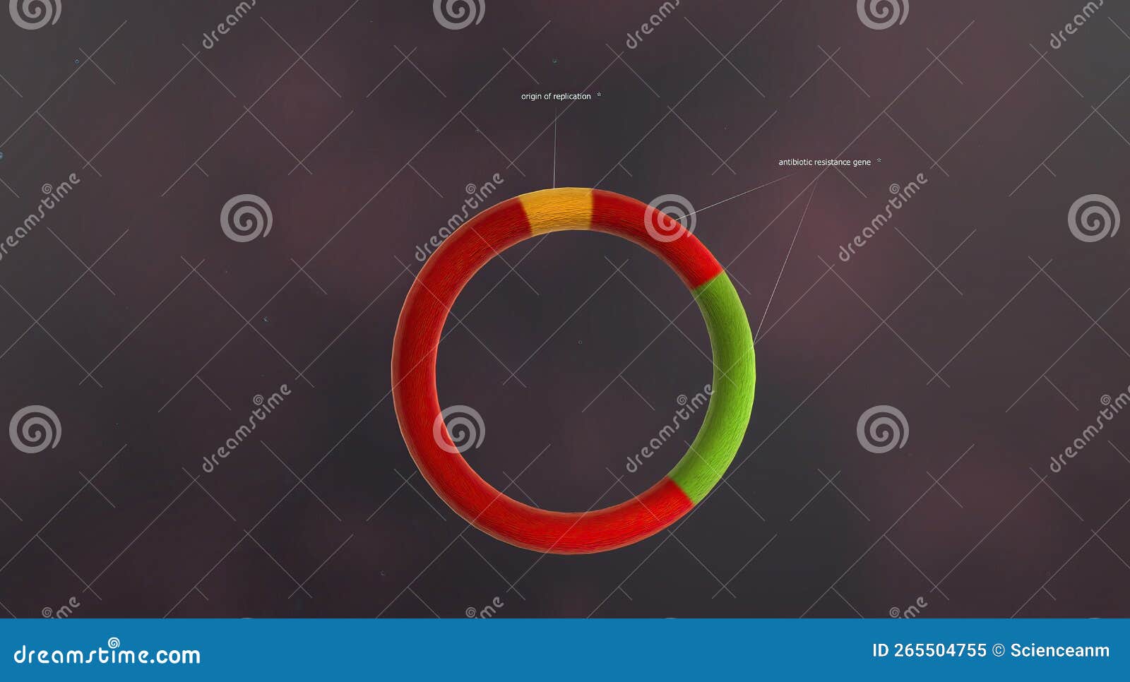 The Plasmid Contains a Self-replicating DNA Separate from the ...