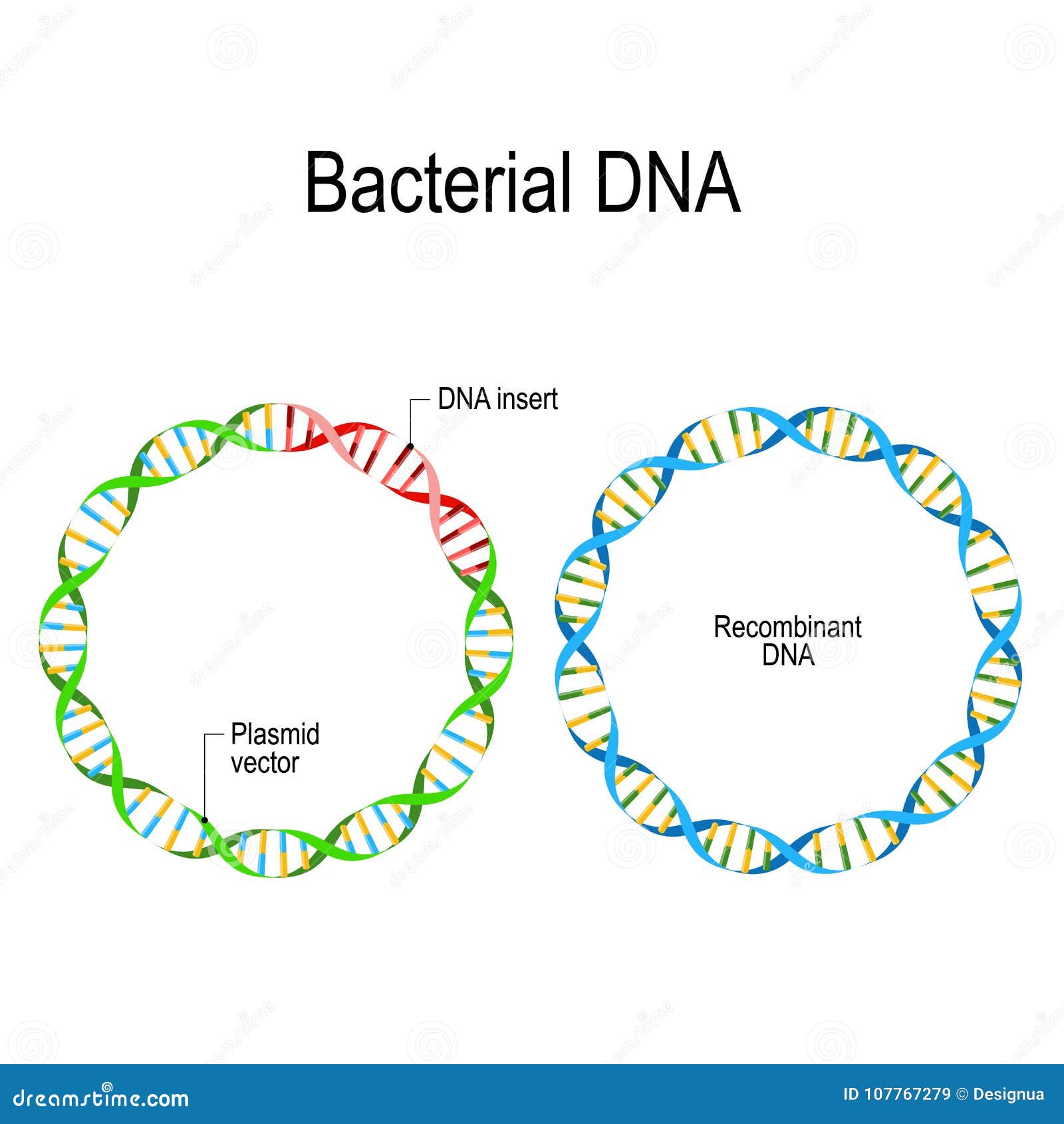 Plasmid Und Recombinant Bakterielle DNA Vektor Abbildung - Illustration ...
