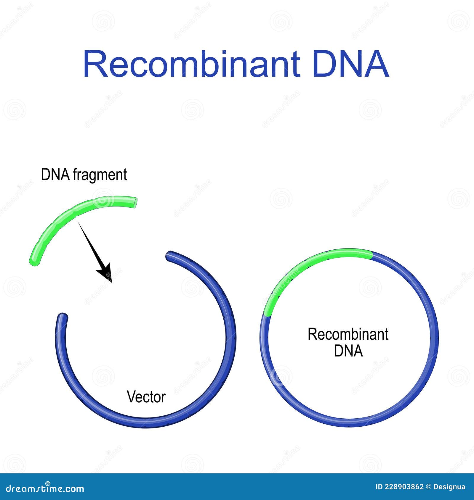 Plasmids And Recombinant Dna Stock Vector Illustration Of Medical