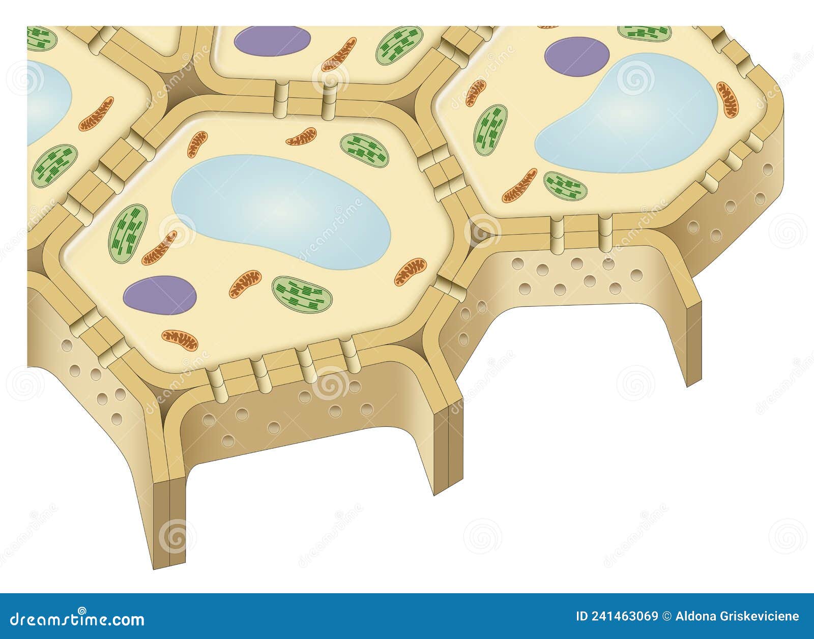 Plasmodesmata Provide Pathways for the Transport of Information in the ...