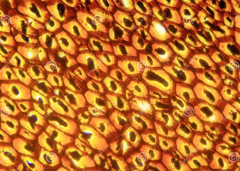 Plasmodesmata Slice Under the Microscope, (Plasmodesma Sec.) Stock ...