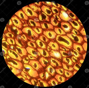 Plasmodesmata Slice Under the Microscope, (Plasmodesma Sec.) Stock ...