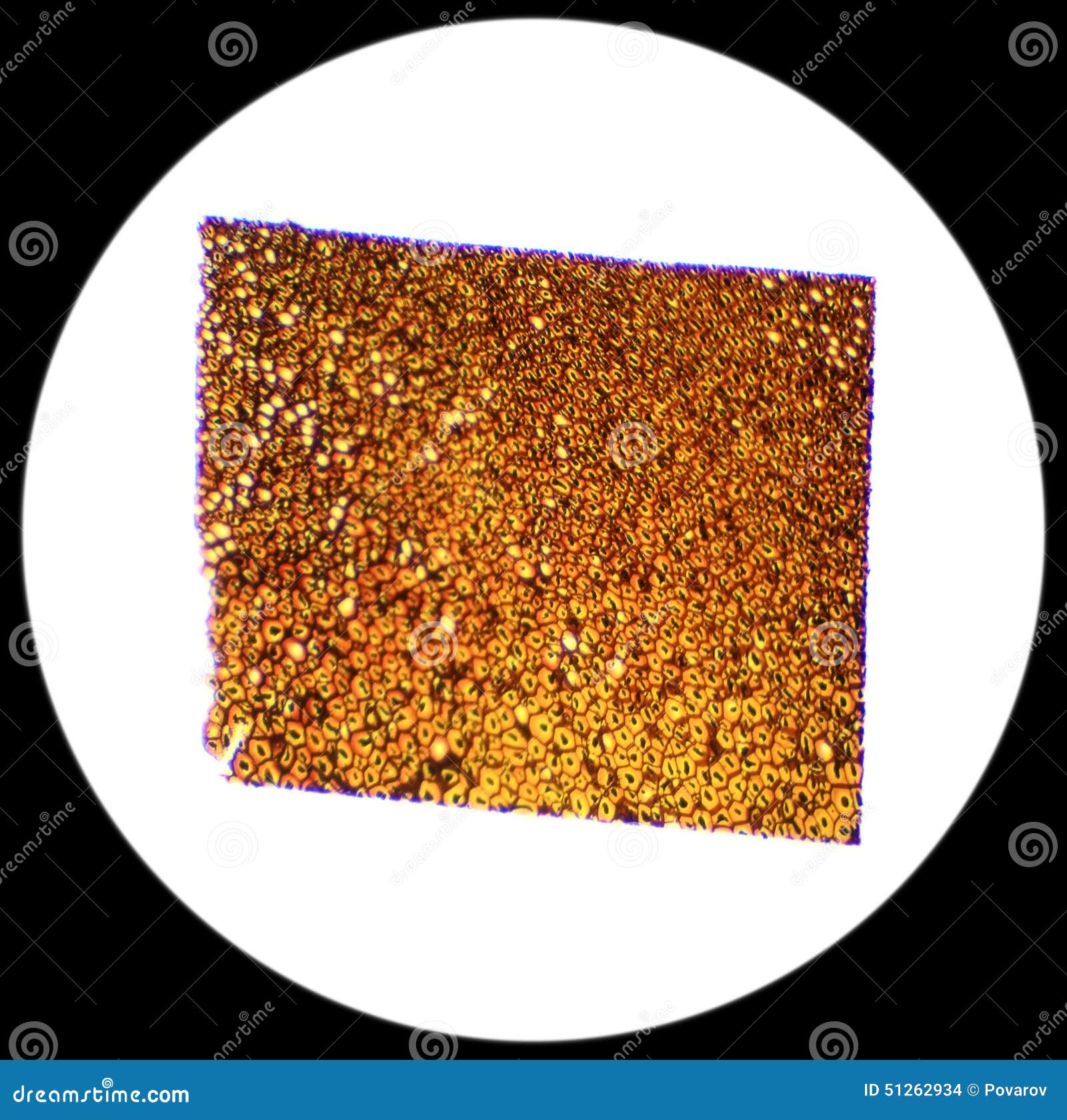 Plasmodesmata Slice Under the Microscope, (Plasmodesma Sec.) Stock ...