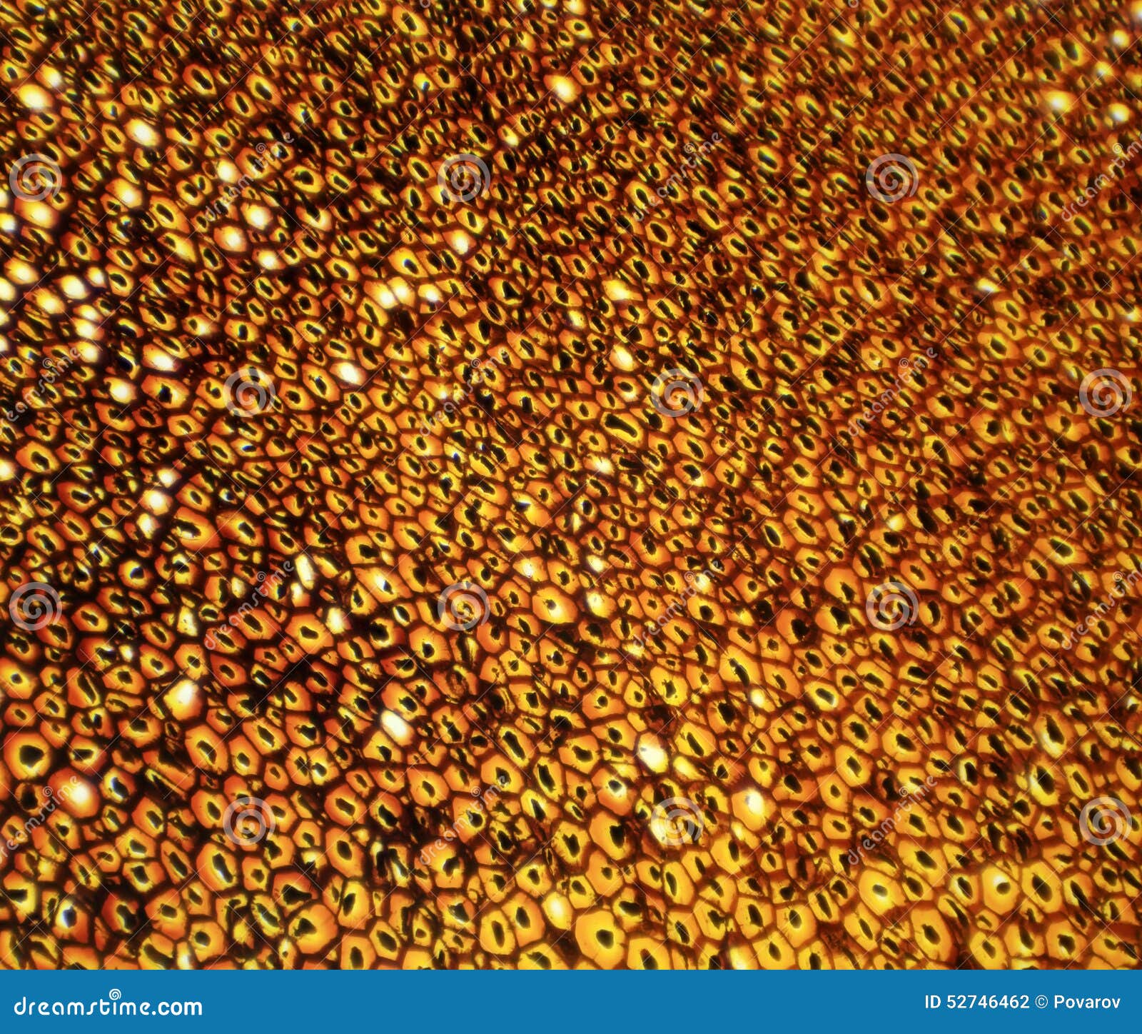 Plasmodesmata Slice Under the Microscope, (Plasmodesma Sec.) Stock ...