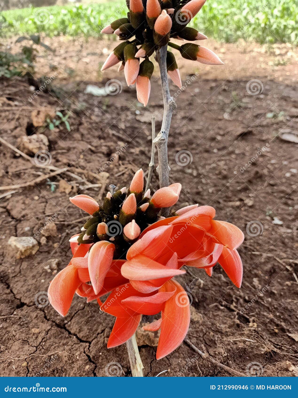 Plass Tree Flower in Third Month Stock Photo - Image of flower, branch ...
