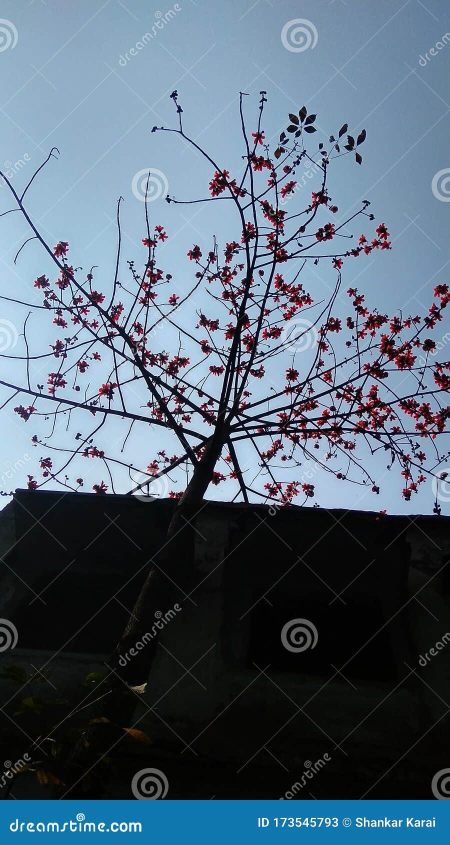 Plass Tree Under the Blue Sky Stock Image - Image of plass, light ...