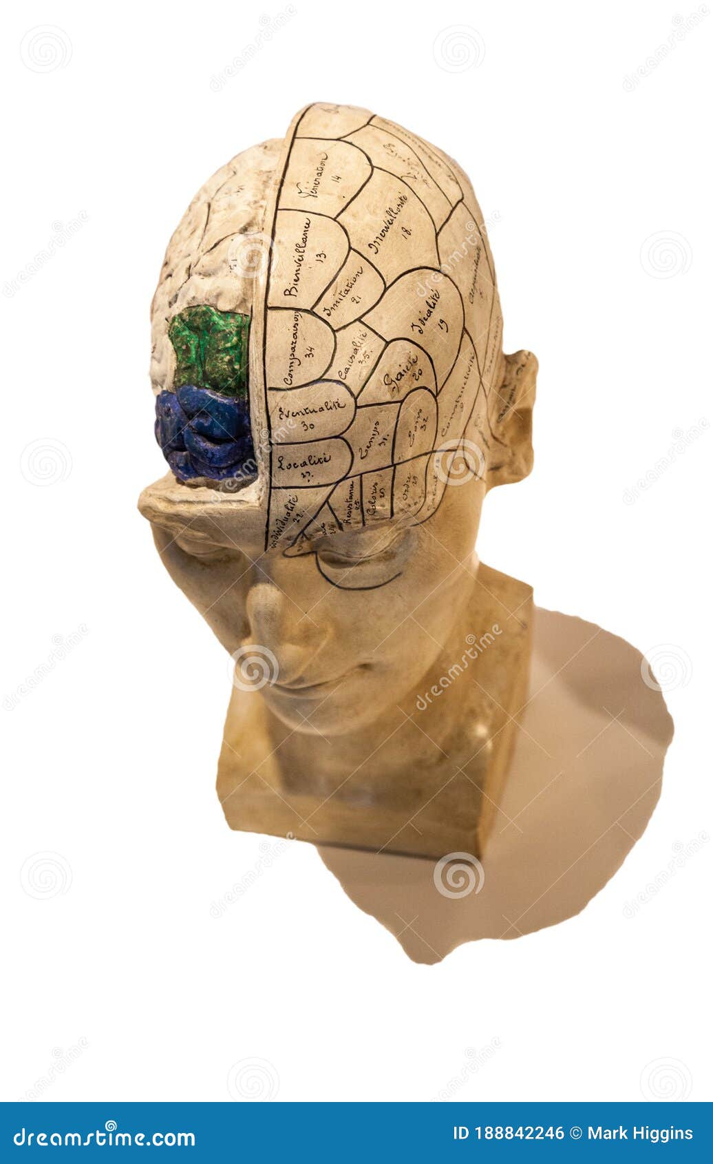 How To Make A Brain Model Out Of Styrofoam