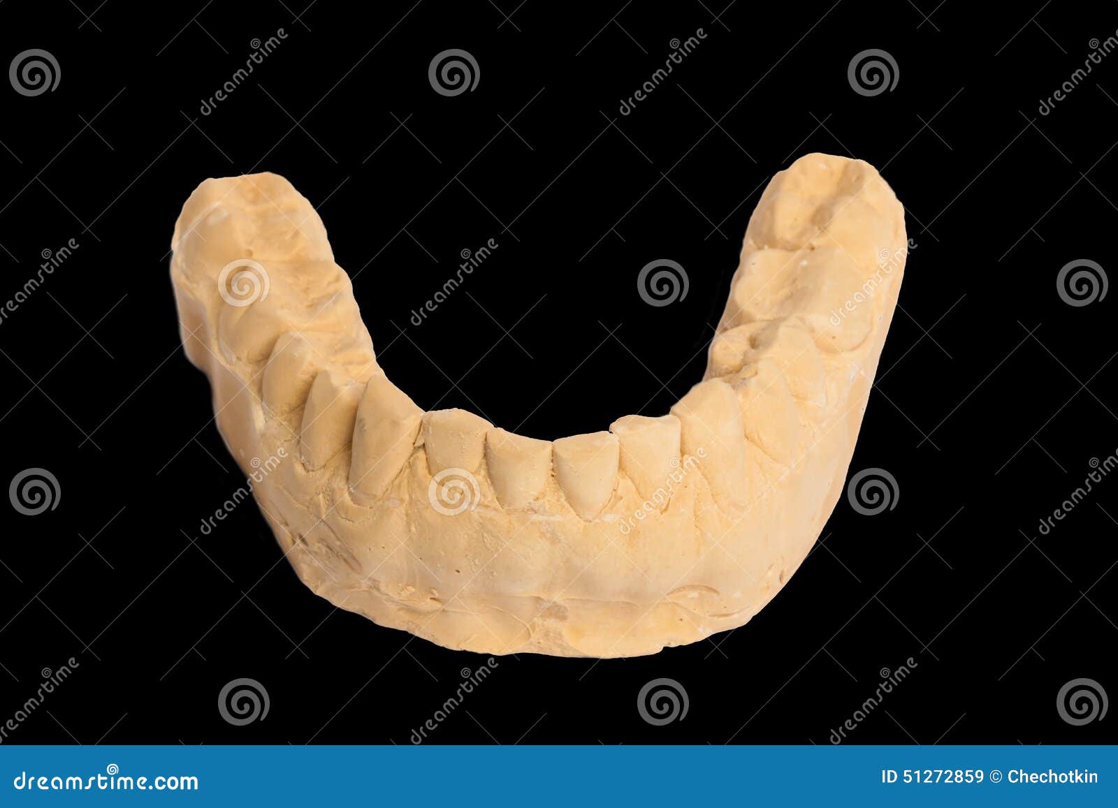 Plaster model of the jaw stock image. Image of anatomical - 51272859
