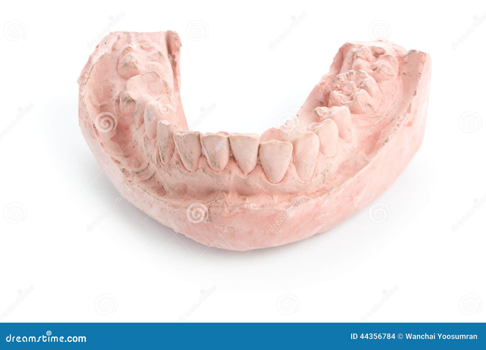 Plaster model teeth stock photo. Image of care, anatomical - 44356784