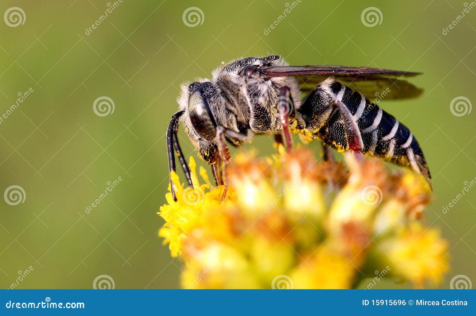 Plasterer bee stock photo. Image of gather, calming, hive - 15915696