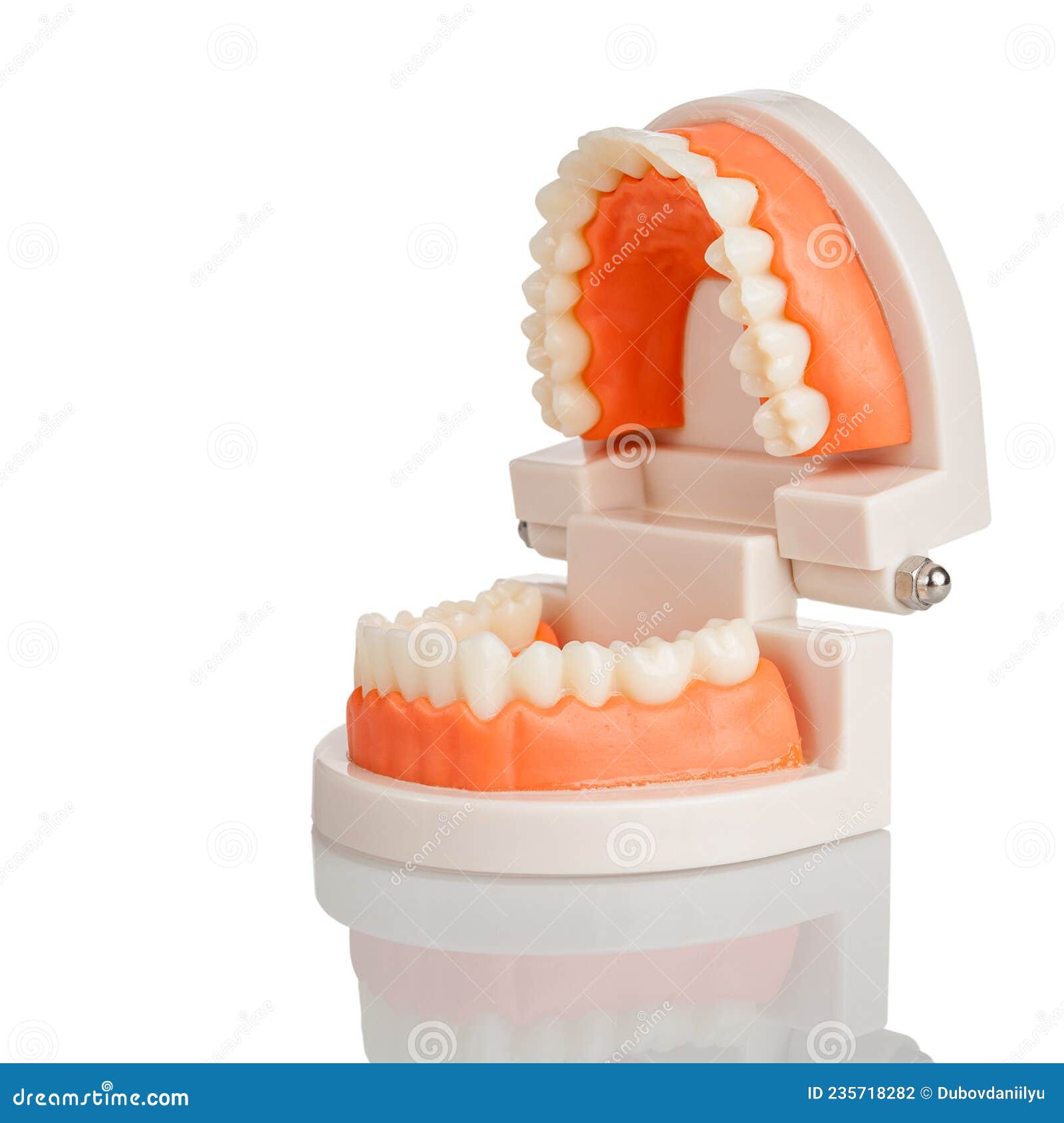 Plastic Anatomical Model of a Human Jaw, Upper and Lower with Teeth ...
