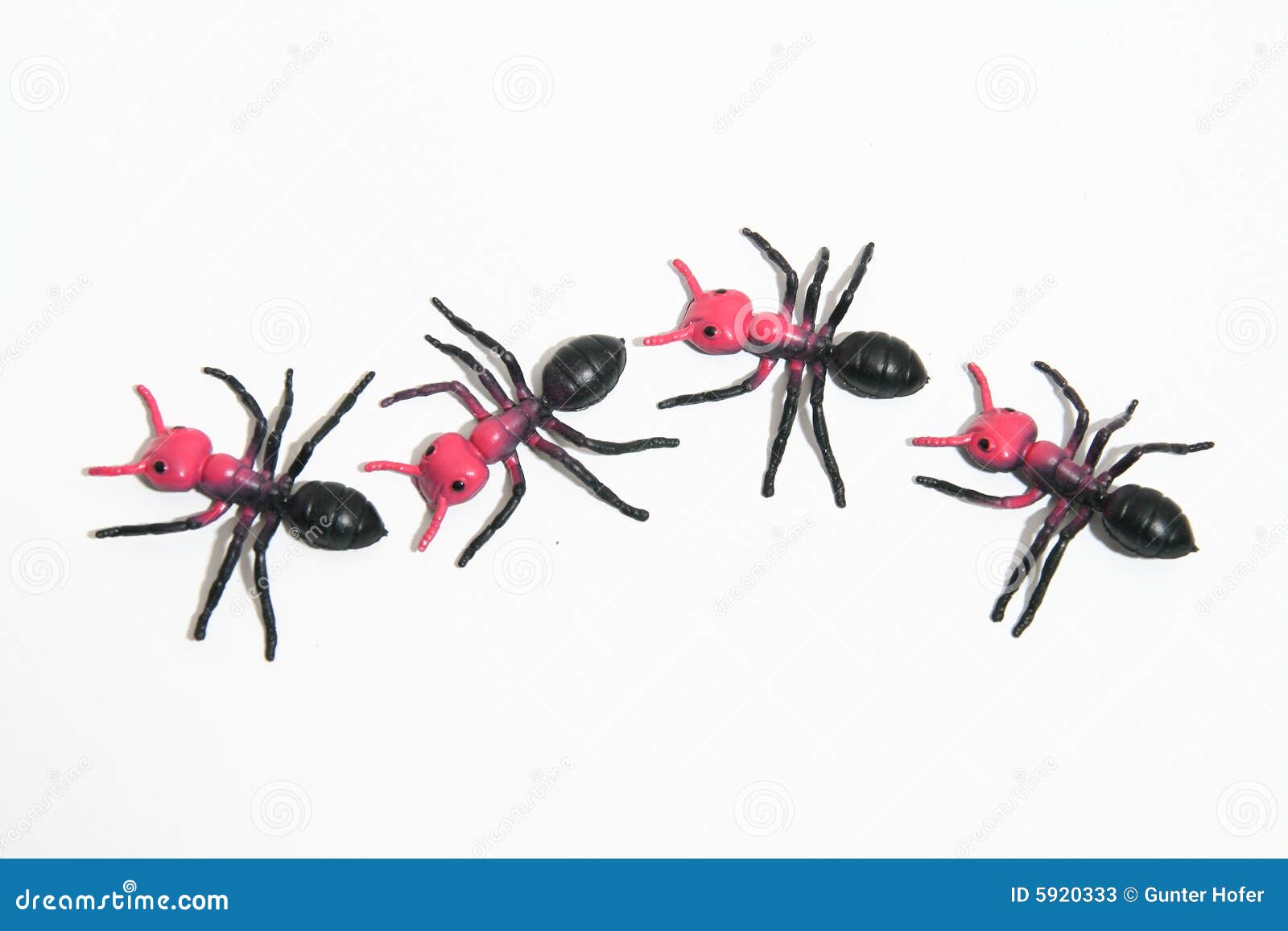 Ants Queue Stock Photography | CartoonDealer.com #27960158