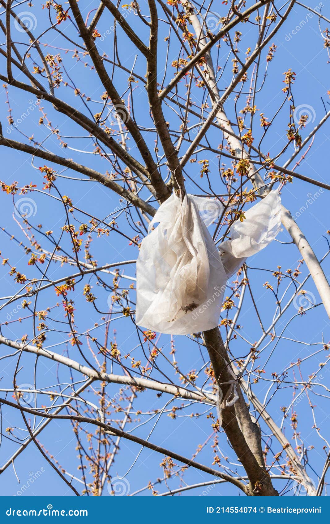 Plastic Bag in the Branches of a Tree Stock Photo - Image of outdoors ...