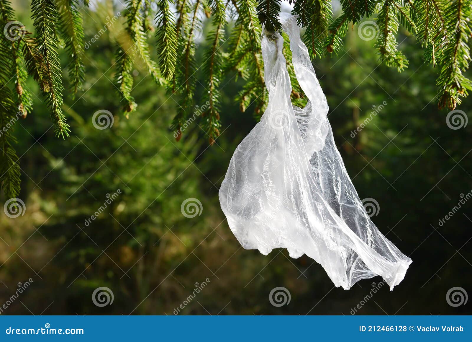 Plastic Bag Hanging on Branch of Spruce Tree. Pollution Garbage in ...