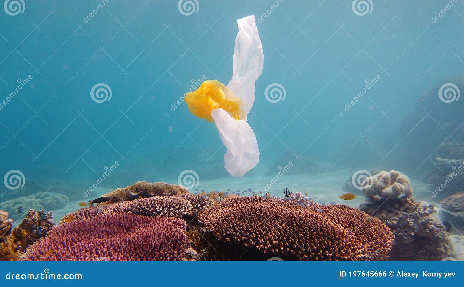Beautiful Coral Reef Polluted with Plastic Bag. Stock Photo - Image of ...