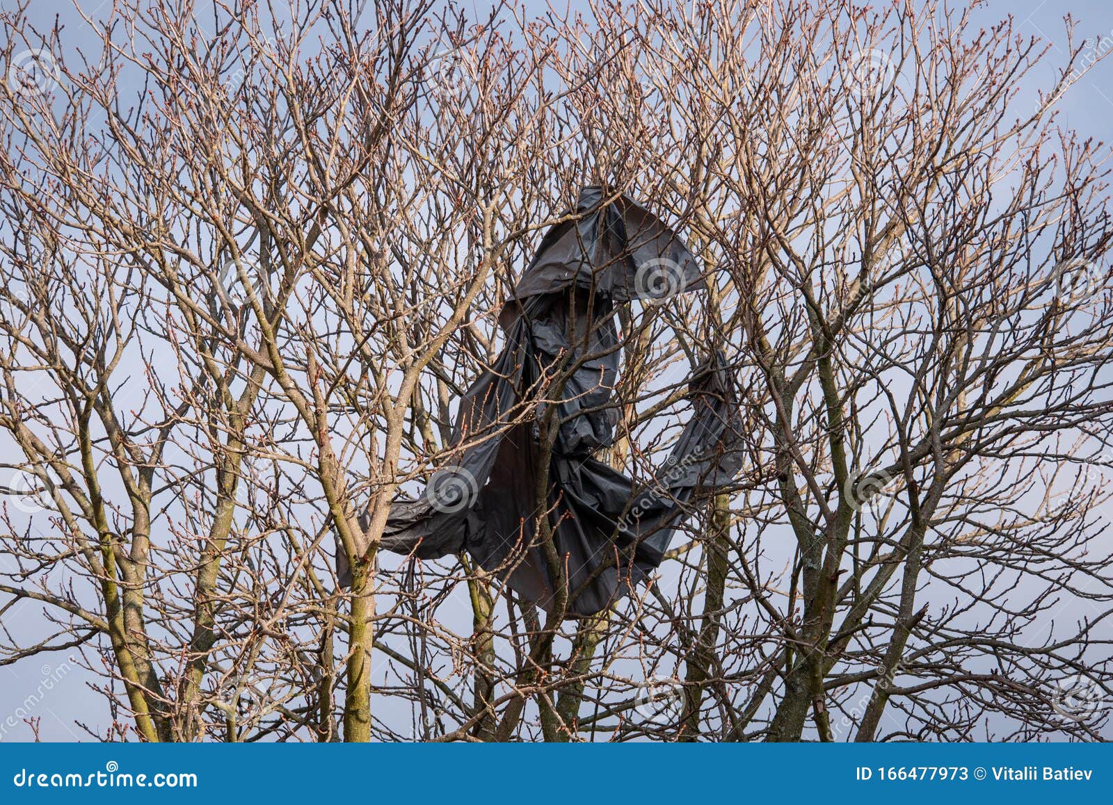 Plastic Bag on Tree Branches Stock Image - Image of dump, ecology ...