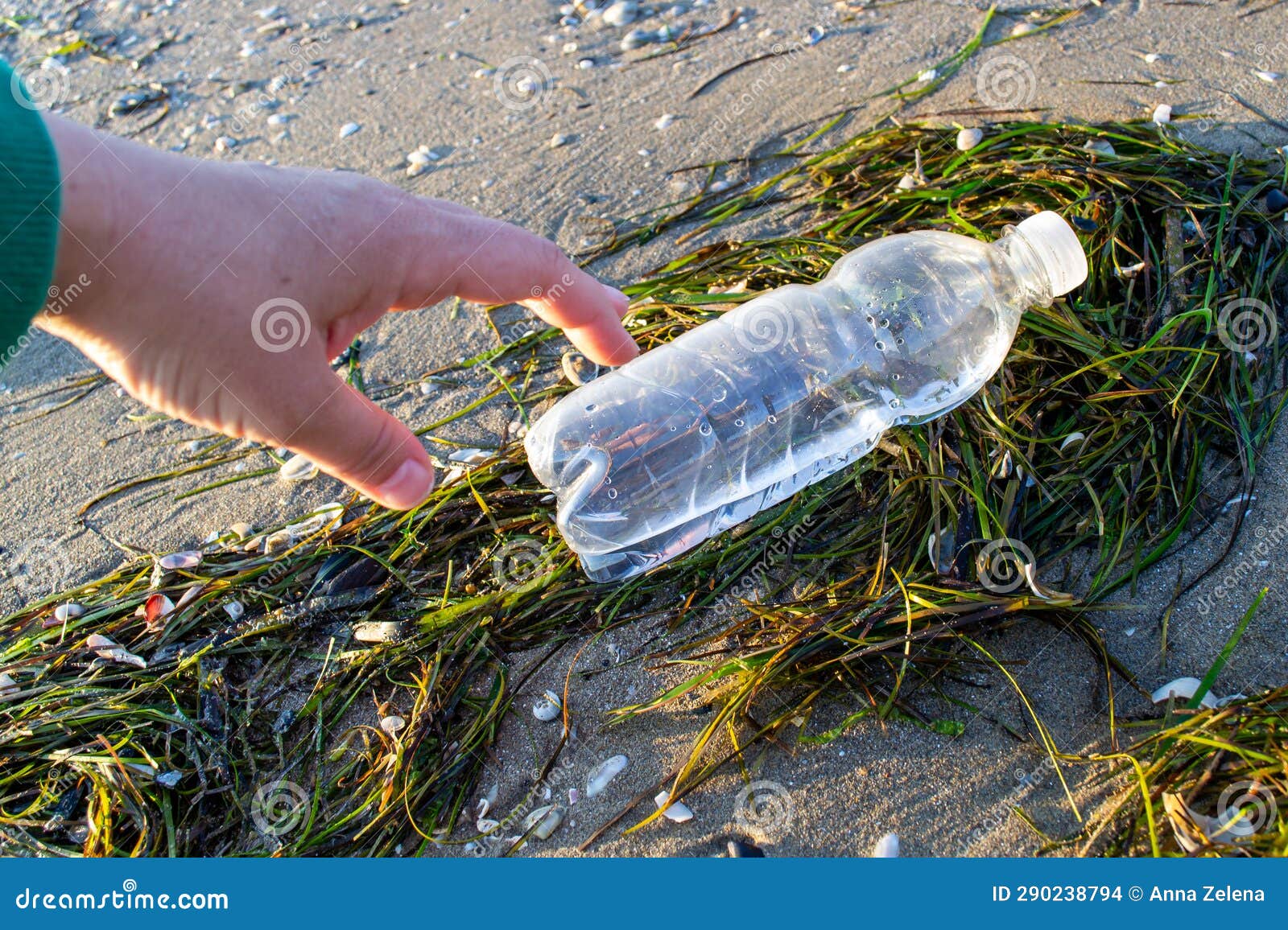 Plastic Bottle among Discarded Green Algae on the Seashore Stock Photo ...