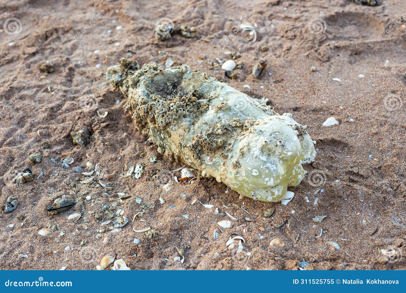 A Plastic Bottle Overgrown with Shells on the Seashore. Plastic Garbage ...