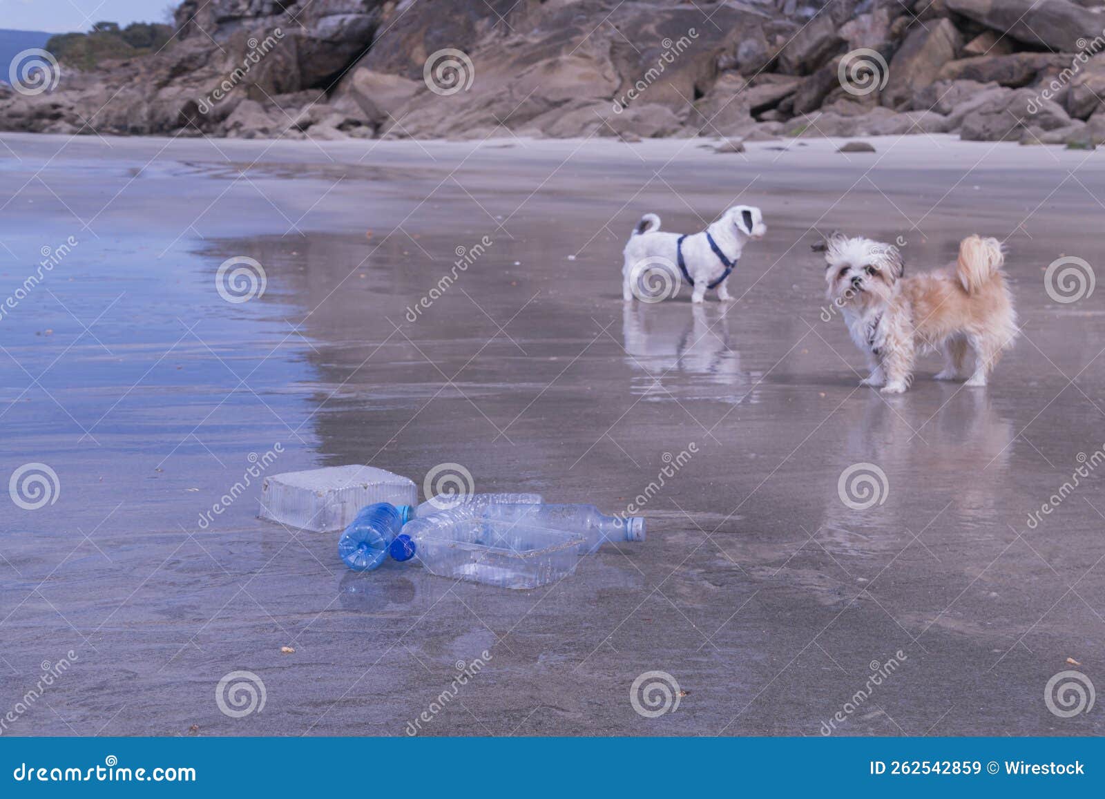 Plastic Bottle Waste and Dogs on the Beach - Environmental Pollution ...