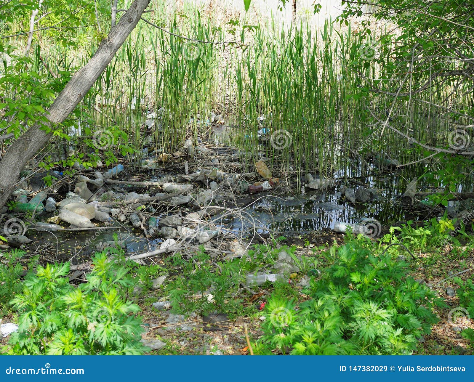 Plastic Bottle Waste in the Forest. Plastic Pollution Concept Stock ...