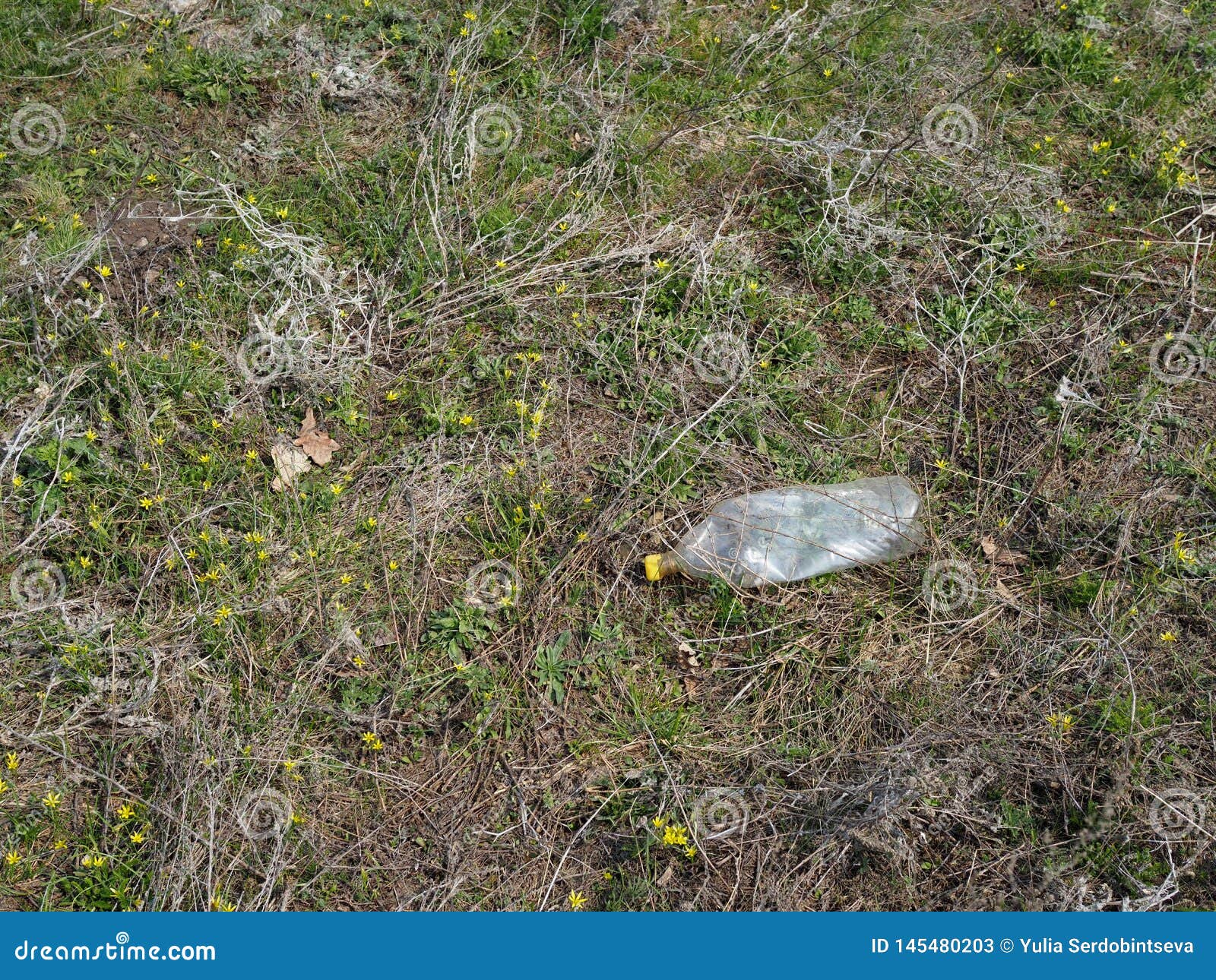 Plastic Bottle Waste in the Forest. Plastic Pollution Concept Stock ...