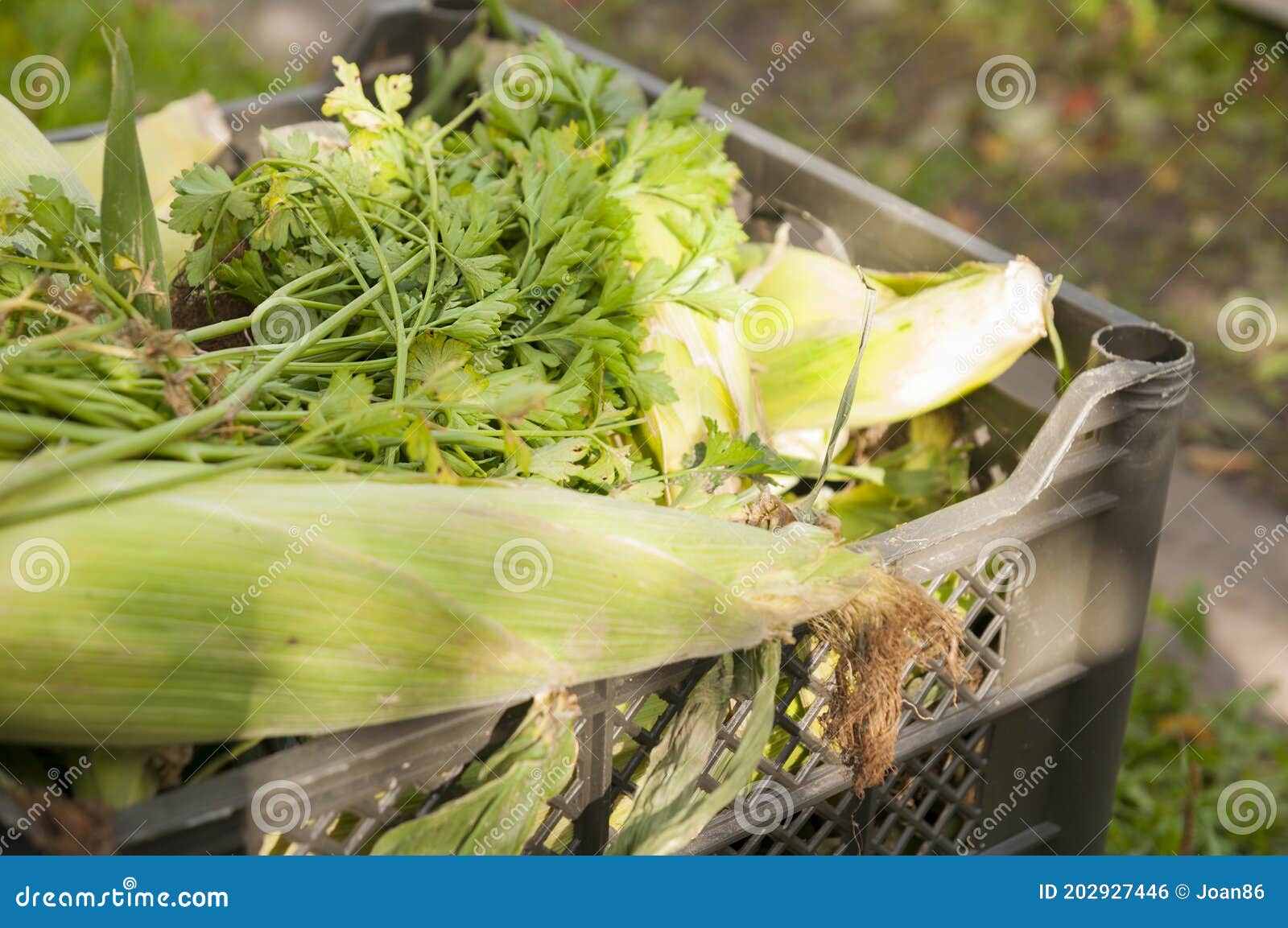 Plastic Box Full of Corn Cobs and Green Parsley Stock Photo - Image of ...