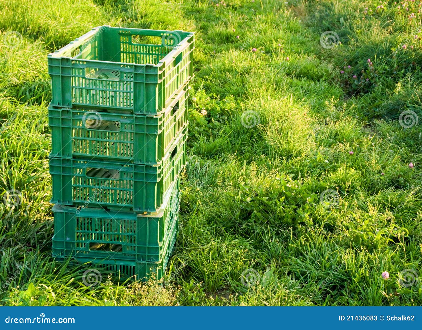 Plastic boxes on field stock image. Image of fruit, farm - 21436083