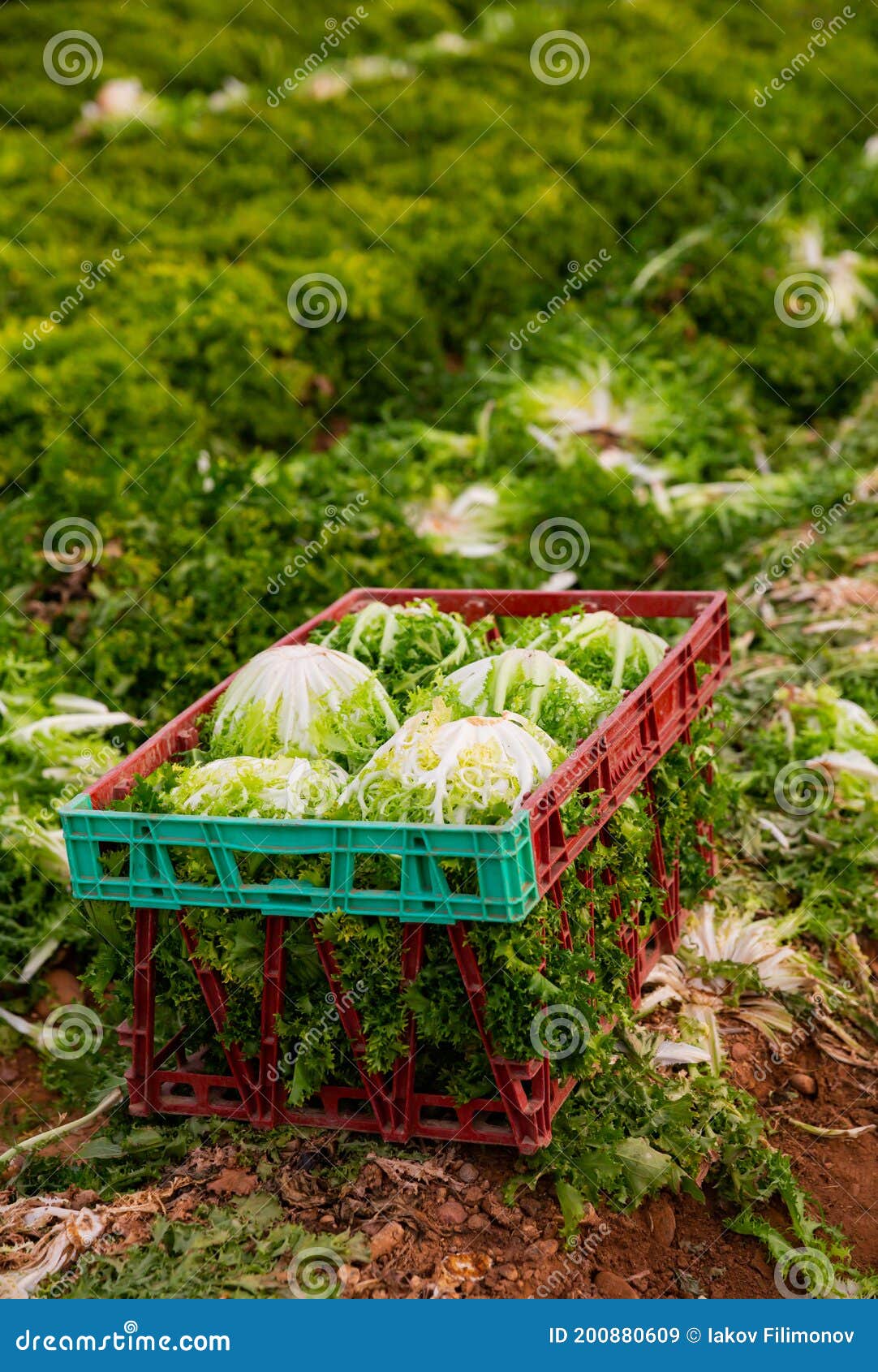 Plastic Boxes with Lettuce on the Field Stock Image - Image of lettuce ...