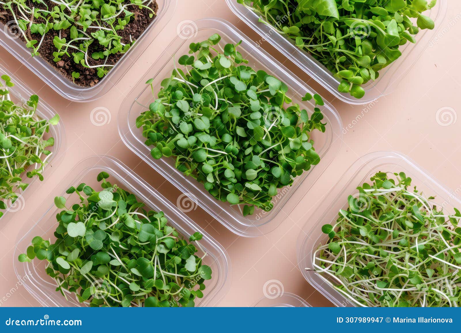 Plastic Boxes with Microgreens on Pink Background, Top View. Generative ...