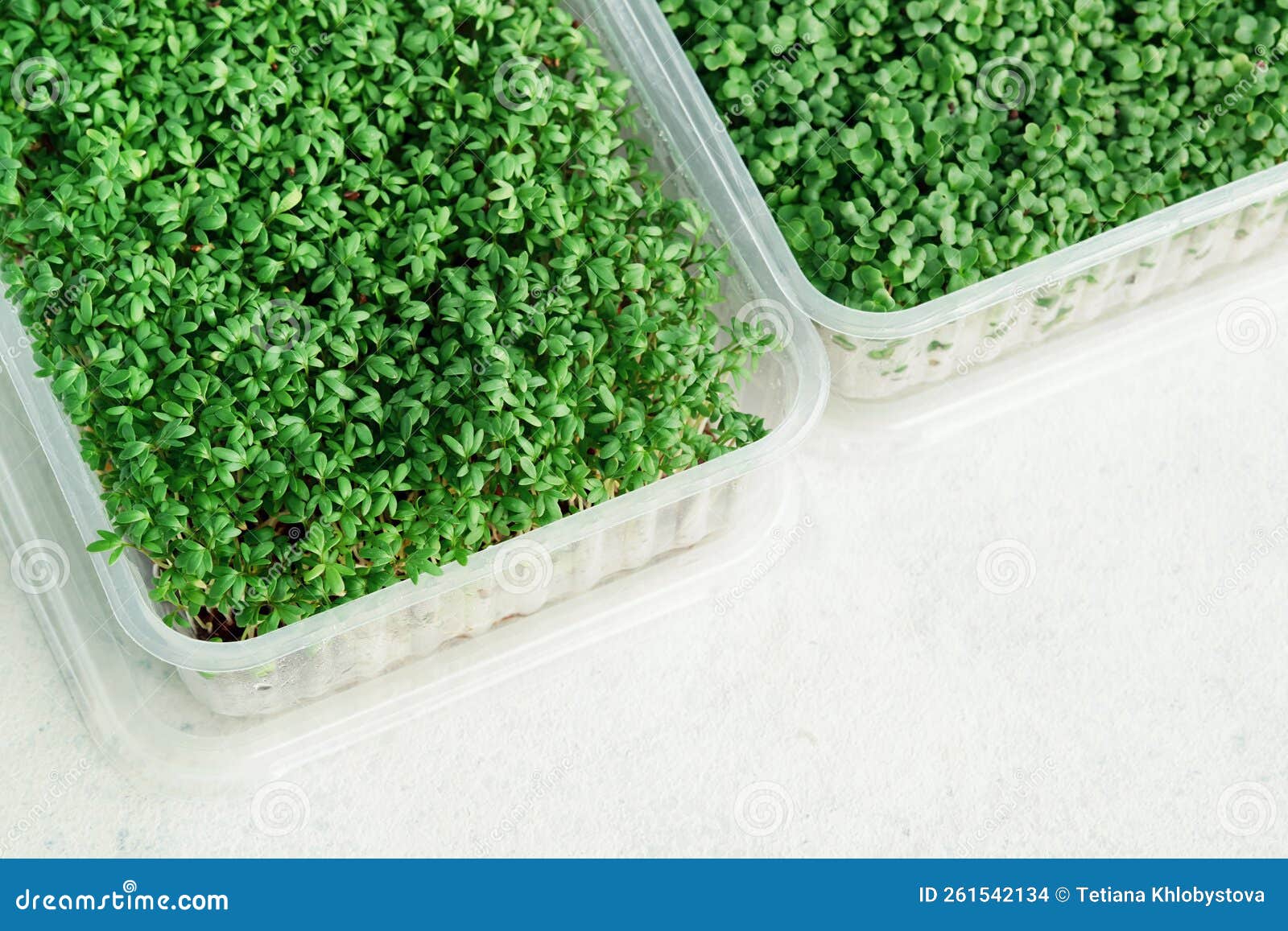 Plastic Boxes with Microgreens of Watercress and Broccoli Stock Photo ...
