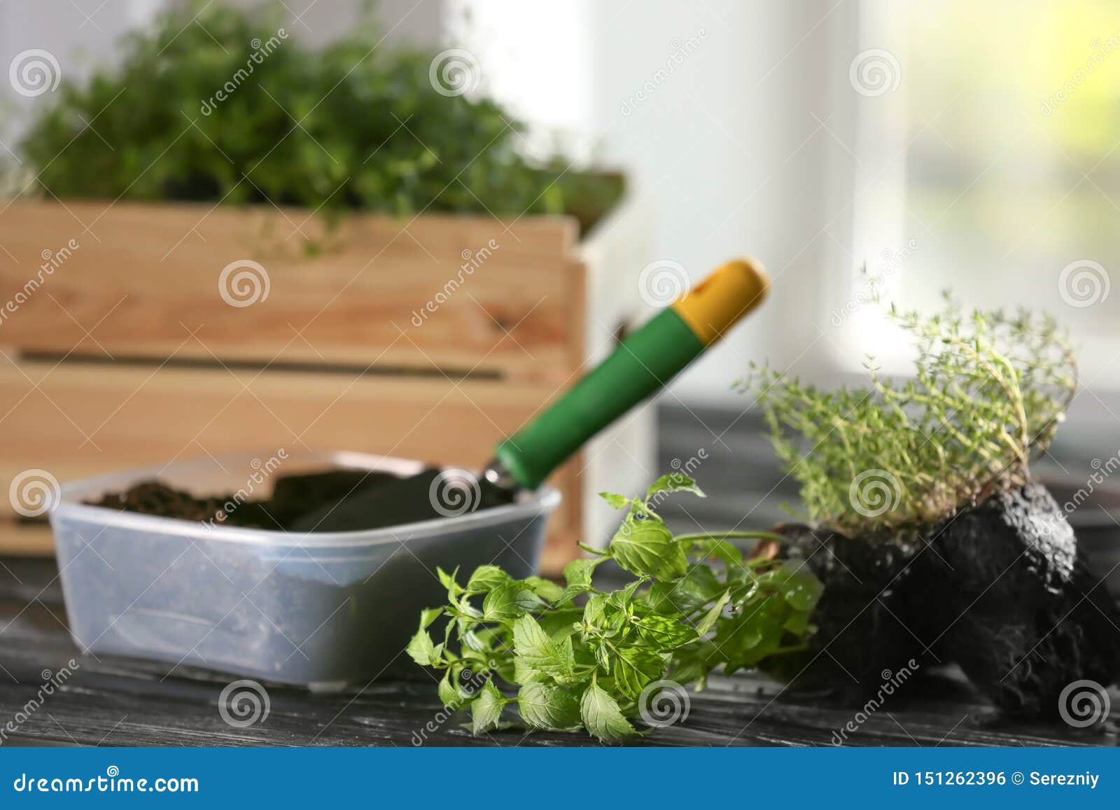 Plastic Container with Soil and Fresh Herbs on Wooden Table Stock Photo ...