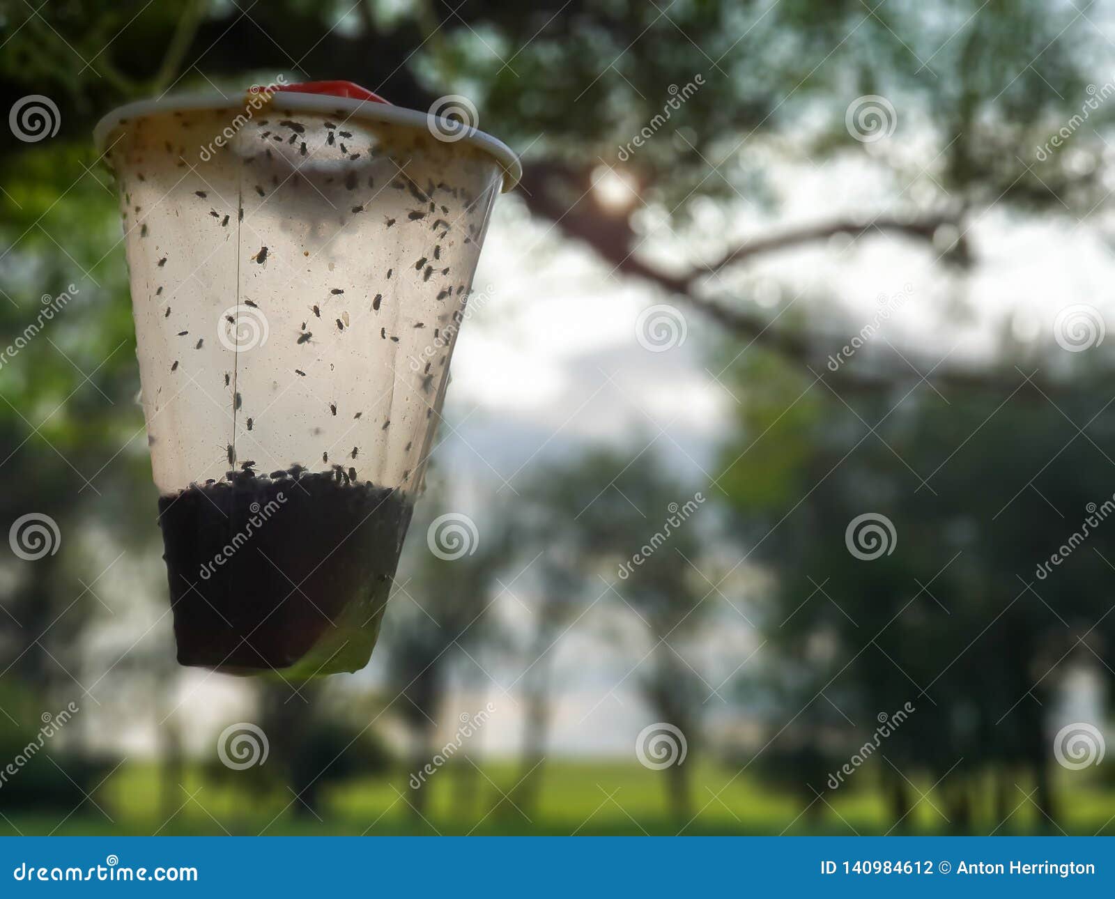 Plastic Container, with Trapped Flies, Hanging from Tree Branch. Stock ...
