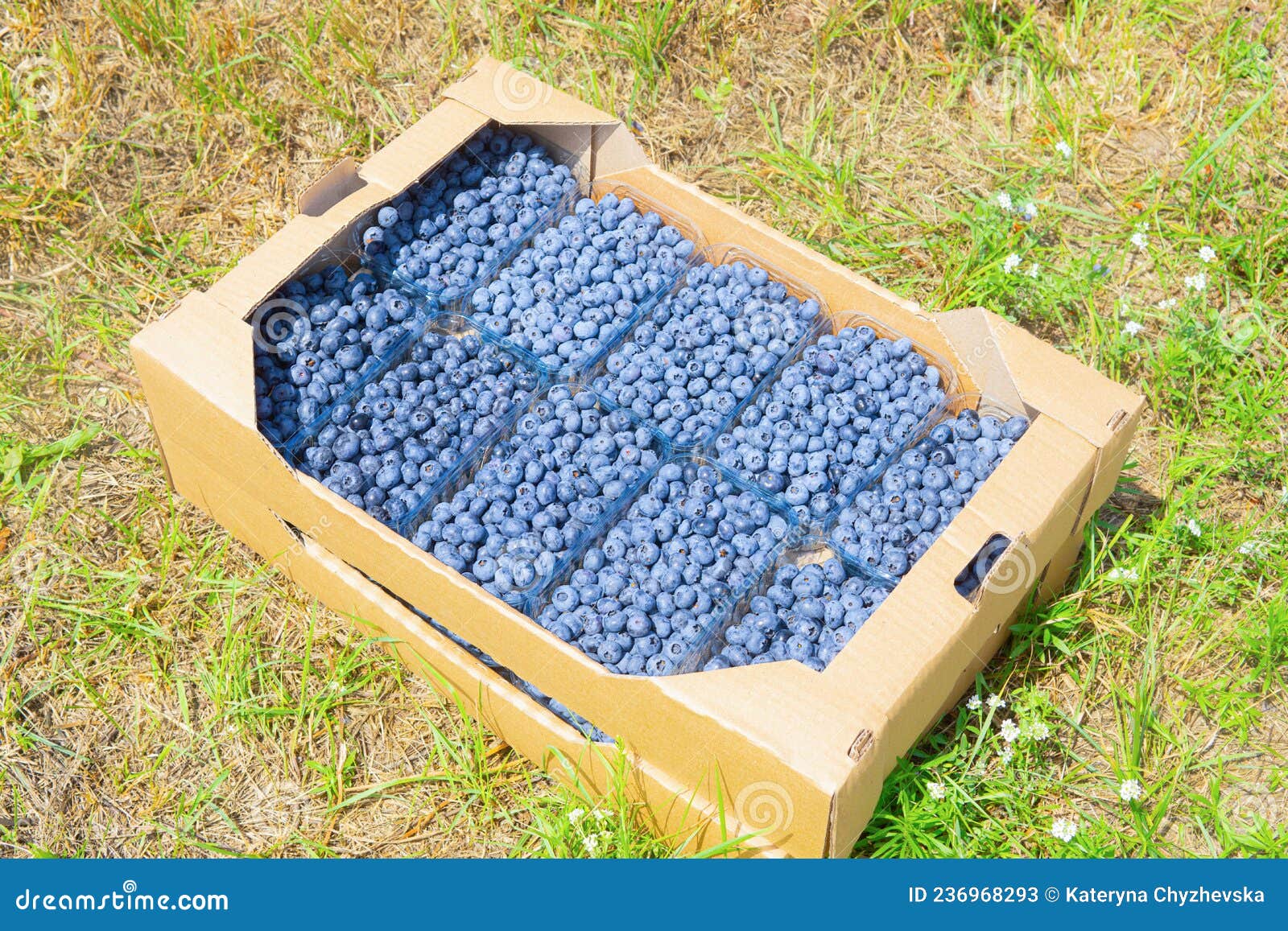 Plastic Containers with Blueberries in Shipping Boxes Stock Image ...