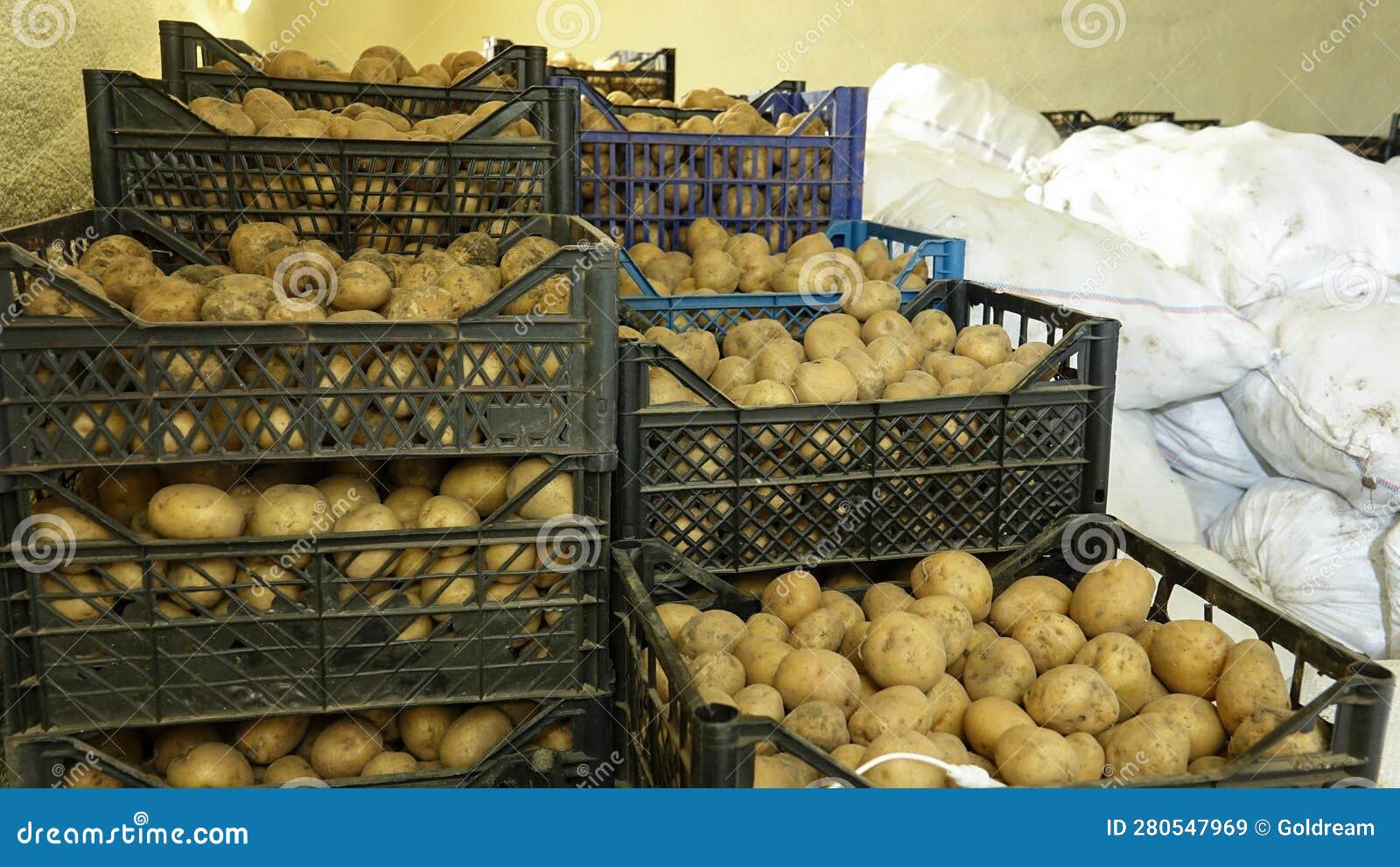 Plastic Crates with Potatoes and White Sacks of Potatoes in the ...