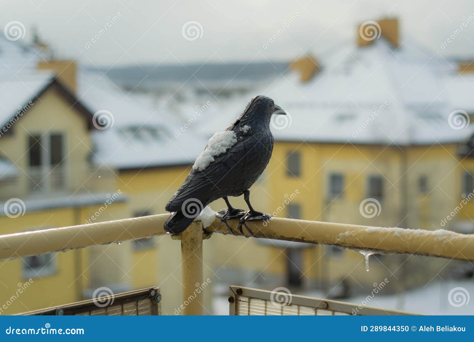 Plastic Crow Sits on the Balcony Railing in Winter Stock Photo - Image ...