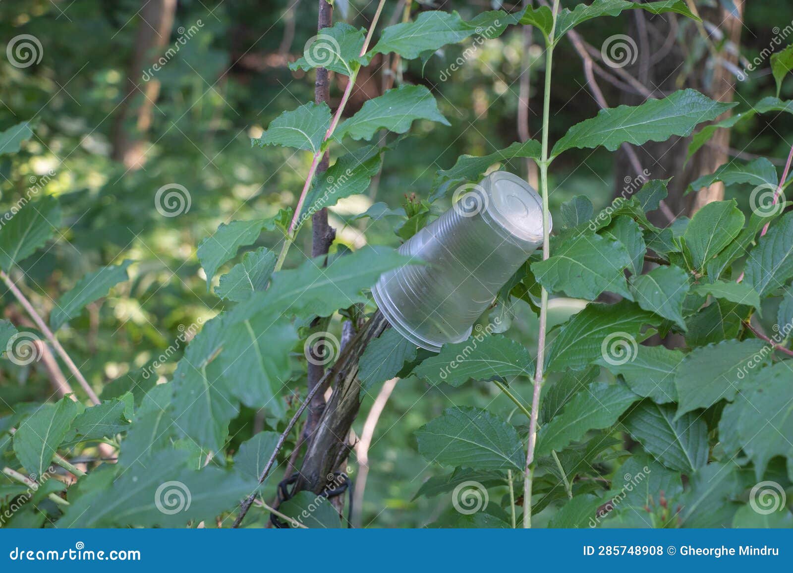 Plastic Cup on a Tree Branch in the Forest. Environmental Pollution ...