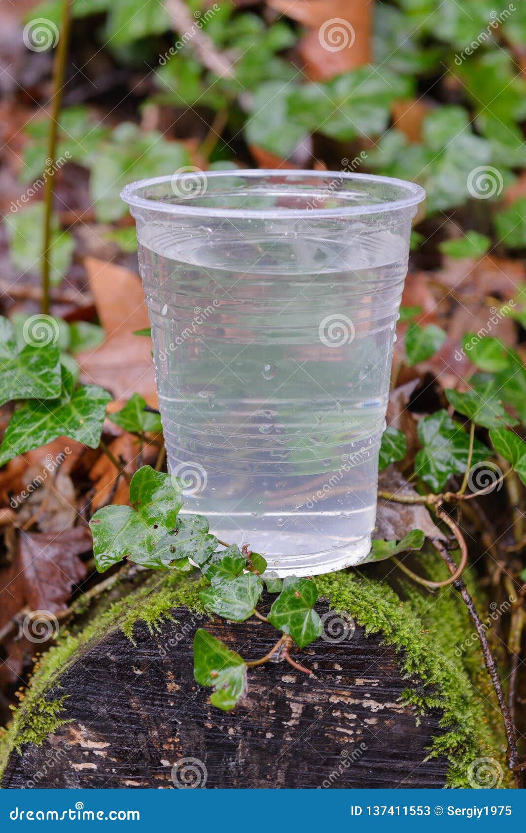 Plastic Cup with Water on a Wooden Log Stock Image - Image of forest ...